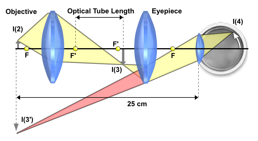 Microscope Conjugate Field Planes | Nikon’s MicroscopyU