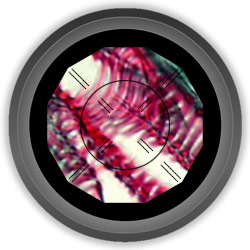 Conjugate Planes | Nikon’s MicroscopyU