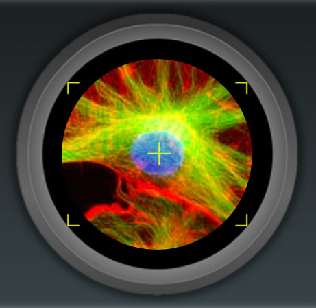 Field of View Diameter | Nikon’s MicroscopyU