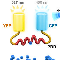 Fluorescent Protein Biosensors | Nikon’s MicroscopyU