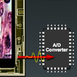 Full-Frame CCD Operation | Nikon’s MicroscopyU