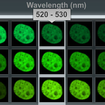 Lambda Stacks and Spectral Signatures | Nikon’s MicroscopyU