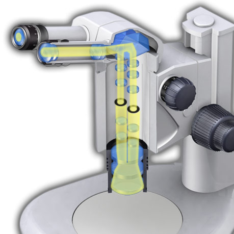 Stereomicroscope Optical Pathways | Nikon’s MicroscopyU