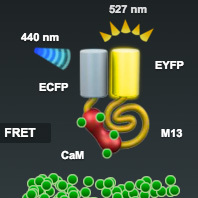 Spectral Imaging with FRET Biosensors | Nikon’s MicroscopyU