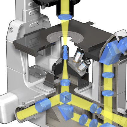 Inverted Microscope Optical Pathways | Nikon’s MicroscopyU